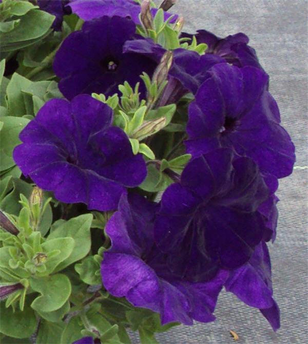 Petunia Petunia Success Blue from American Farms