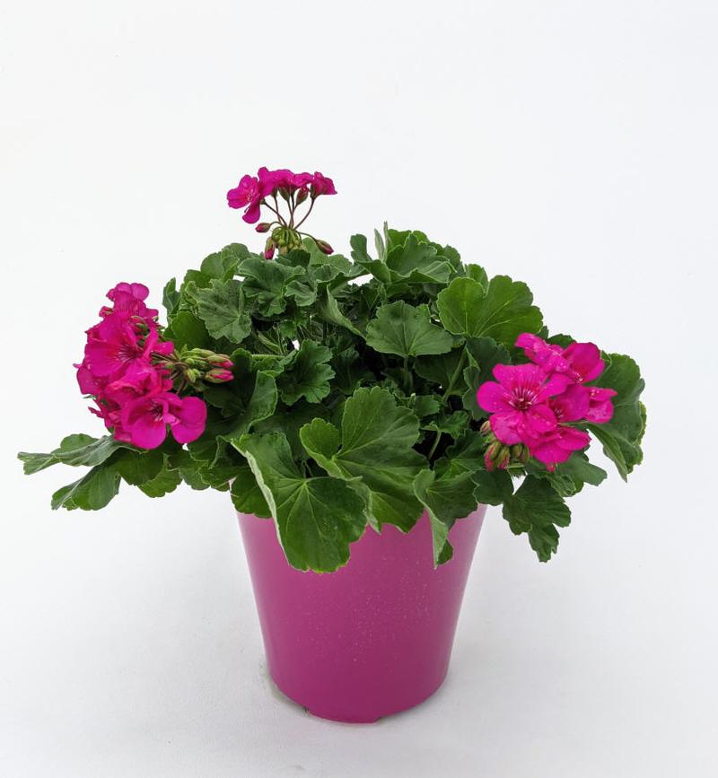 Geranium Calliope Geranium Calliope Calliope Violet Medium from ...
