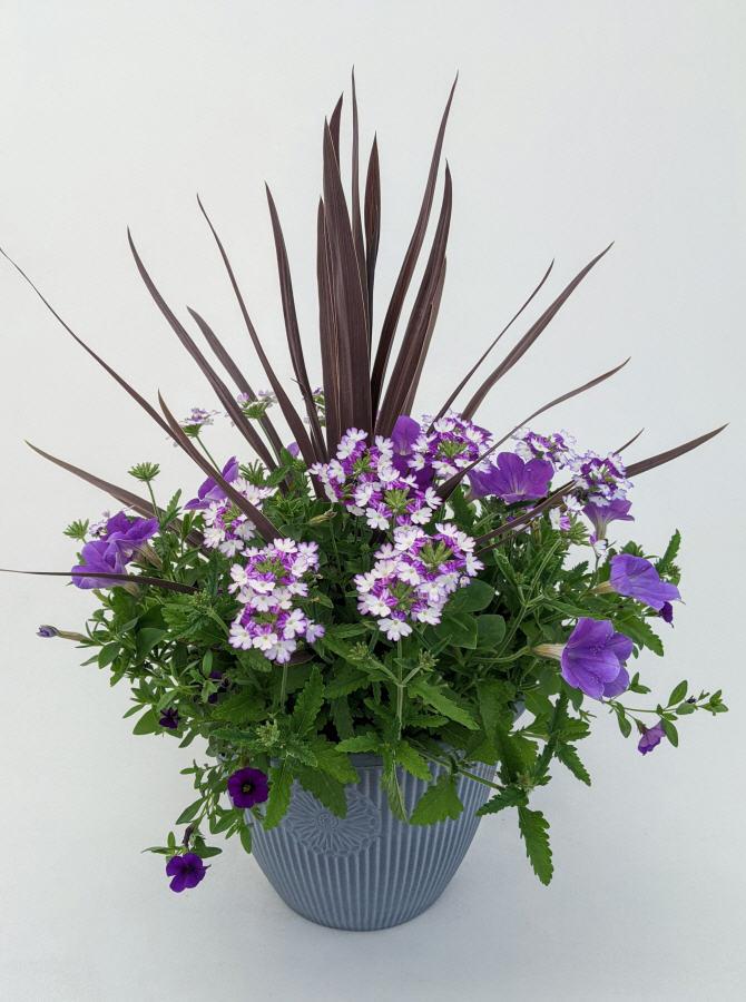 GC CNF Shocking Blue GC CNF Shocking Blue Calibrachoa, Petunia, Verbena ...
