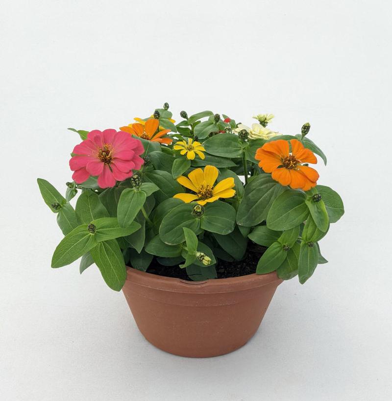 Zinnia Zinnia Magellan Mix from American Farms