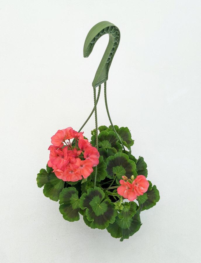 Geranium Big Eeze Geranium Big Eeze Big Eeze Coral from American Farms