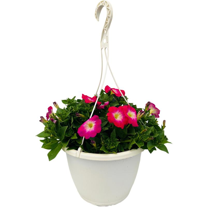 Petunia Petunia Cascadias Fantasy Hot Pink from American Farms
