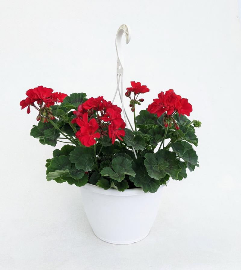 Geranium Big Eeze Geranium Big Eeze Big Eeze Neon from American Farms
