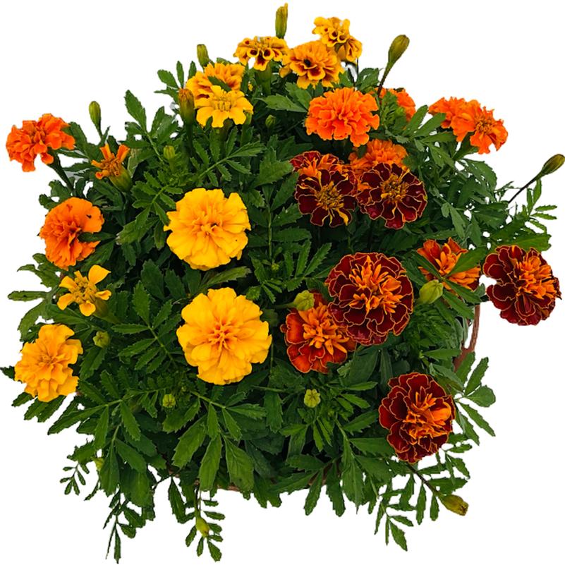 Marigold Marigold Hot Pak Mix from American Farms
