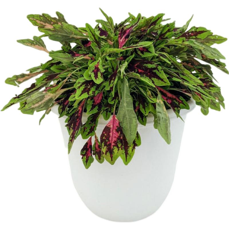Coleus Coleus Spitfire from American Farms