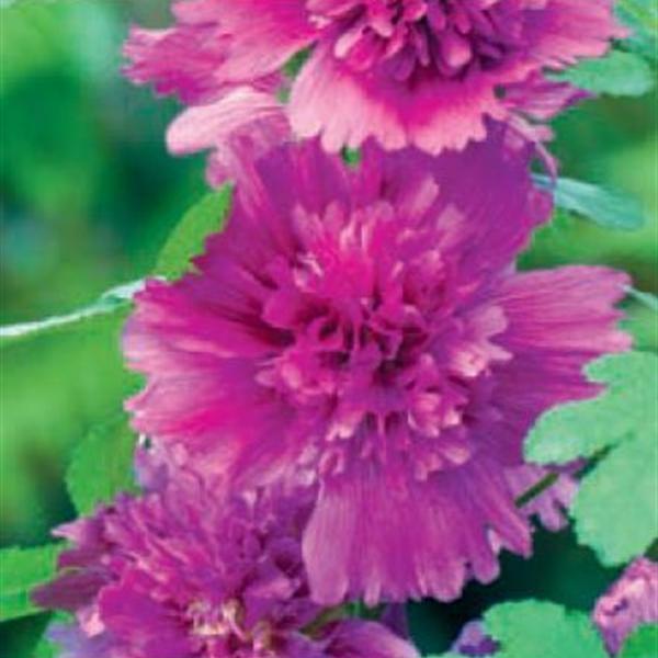 Hollyhock Alcea Rosea Annua Spring Celebrities Purple from American Farms
