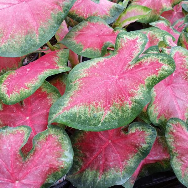 Caladium Caladium X Hortulanum Rose Glow Pink from American Farms