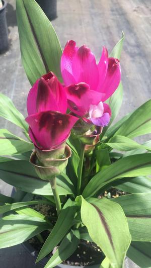 Curcuma Curcuma Splash from American Farms
