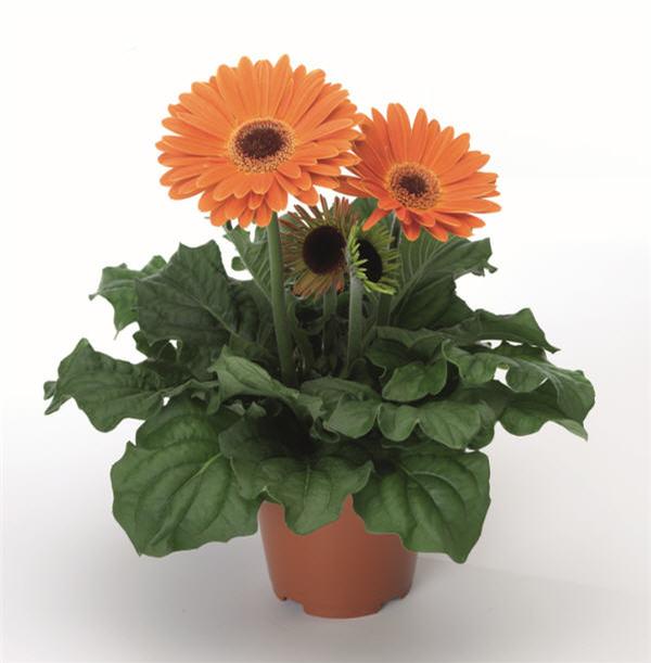 Gerbera Daisy Gerbera Jaguar Tangerine Dark Center from American Farms