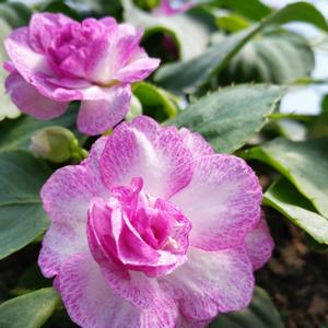 Impatiens - Double Impatiens Fiesta Bon Stardust Lavender from American ...
