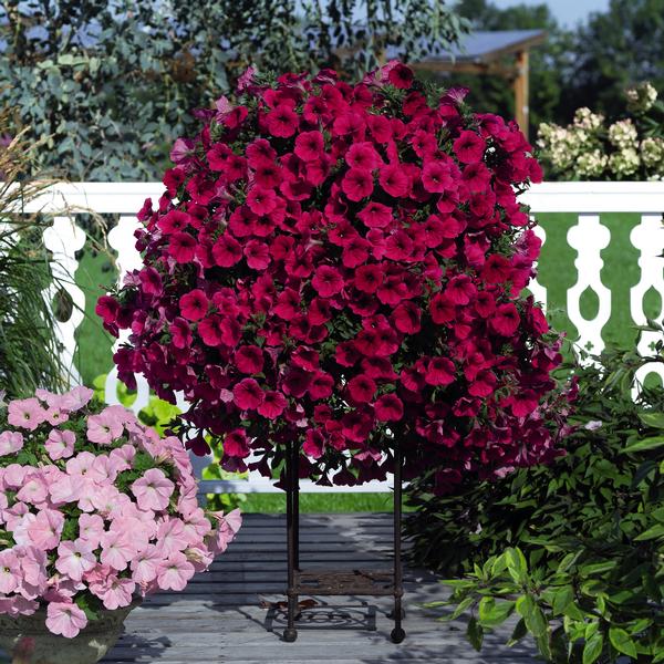 Potunia Petunia Potunia Plus Neon from American Farms