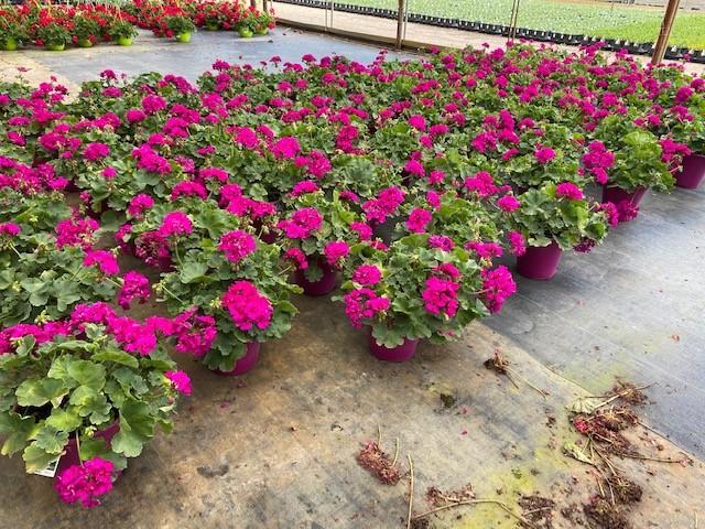 Geranium Calliope Geranium Calliope Calliope Violet Medium from ...