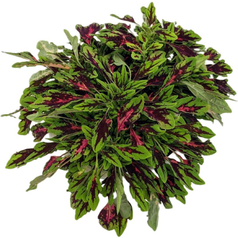 Coleus Coleus Spitfire from American Farms