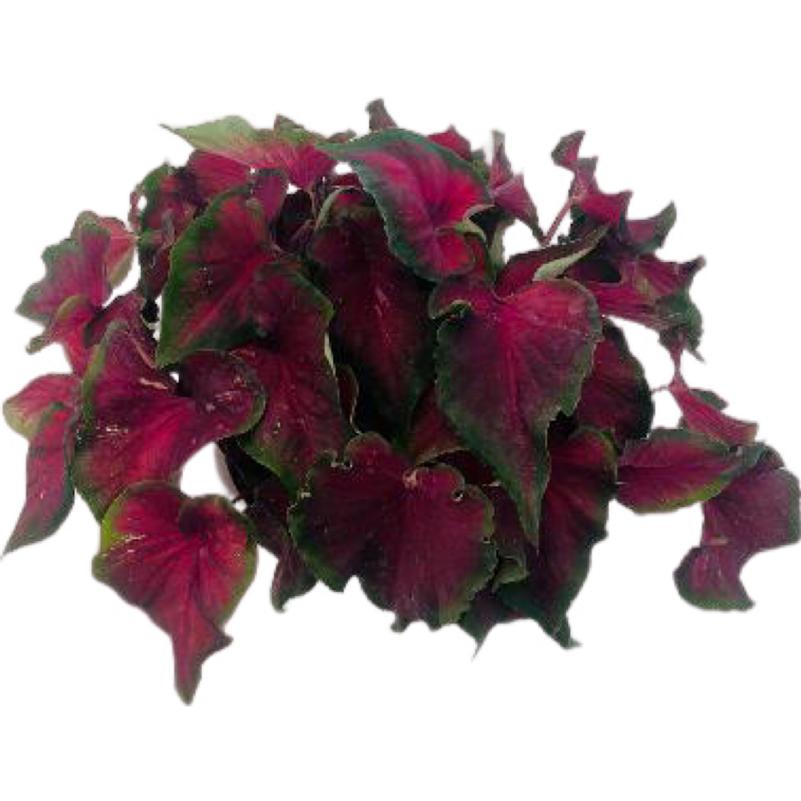 Caladium Caladium Red Frill from American Farms