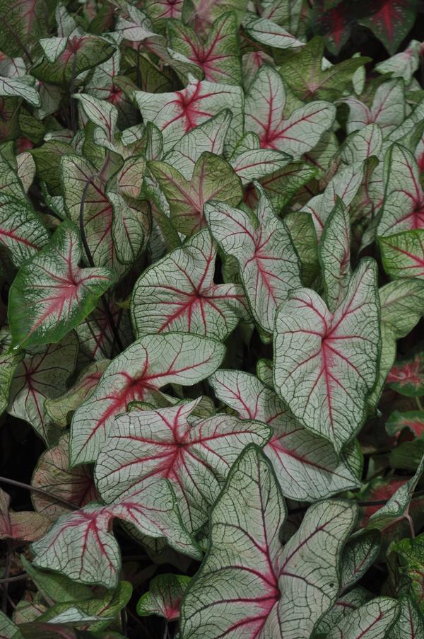 Caladium Caladium X Hortulanum White Queen from American Farms