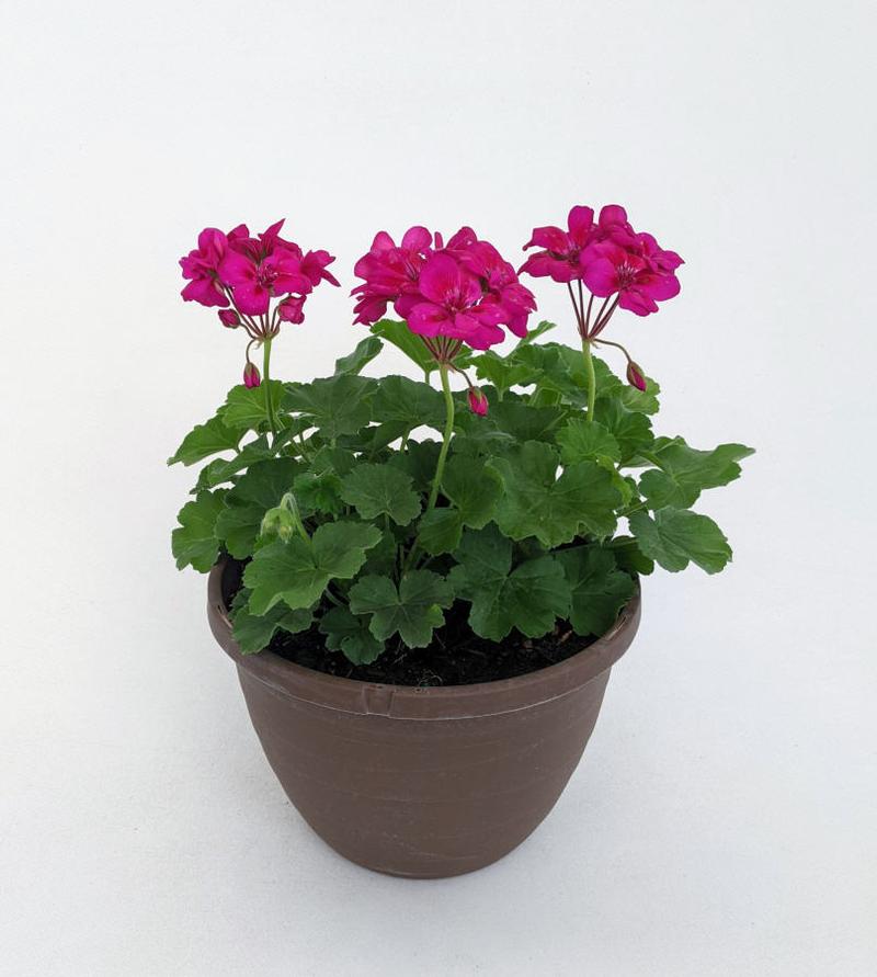 Geranium Calliope Geranium Calliope Calliope Violet Medium from ...